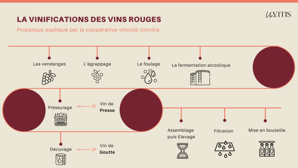 La vinification, un processus long et passionnant - Univitis