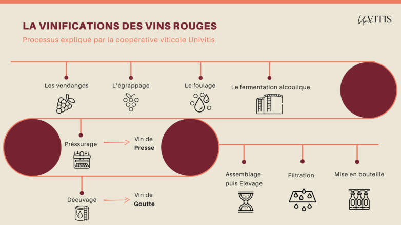La vinification, un processus long et passionnant - Univitis